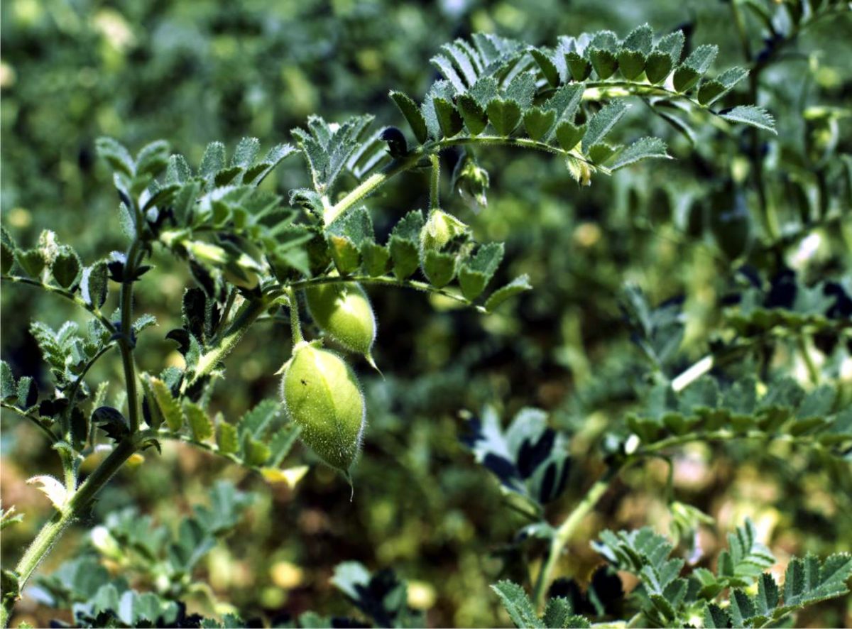 Coltivazione dei ceci: dalla semina al raccolto