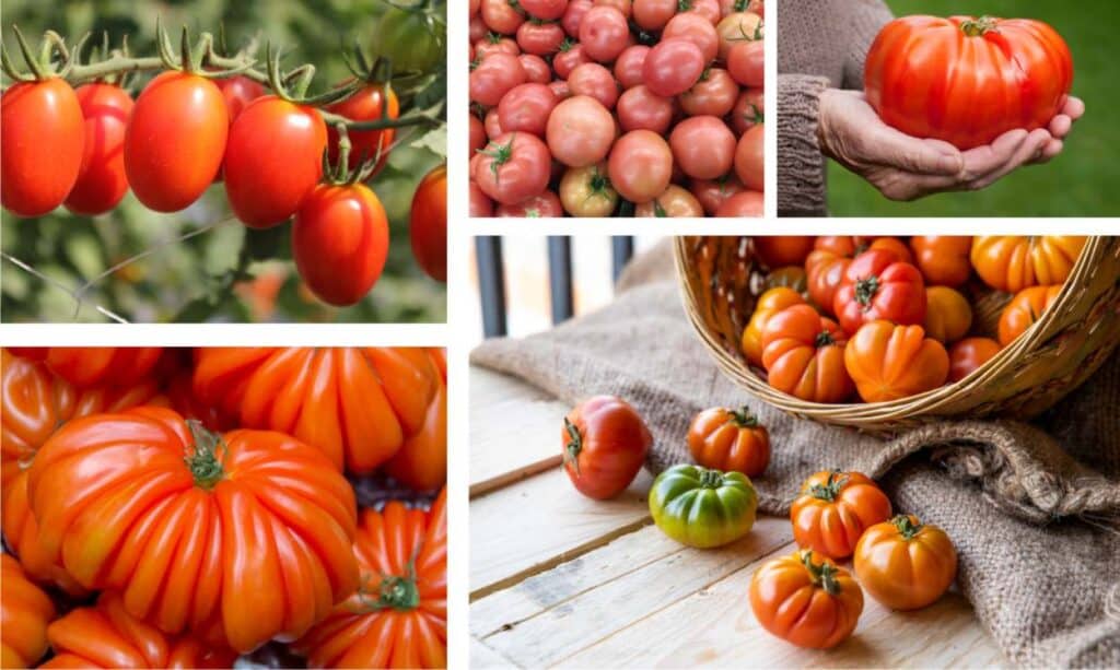 Varietà di pomodoro: ecco quali pomodori coltivare nell'orto