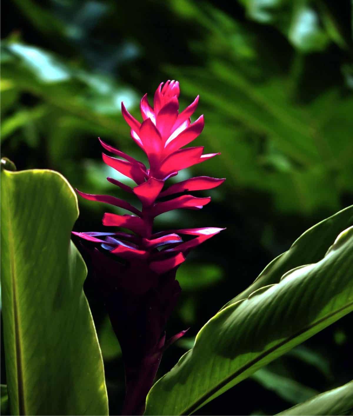 Coltivare lo zenzero: ecco come | Orto Da Coltivare