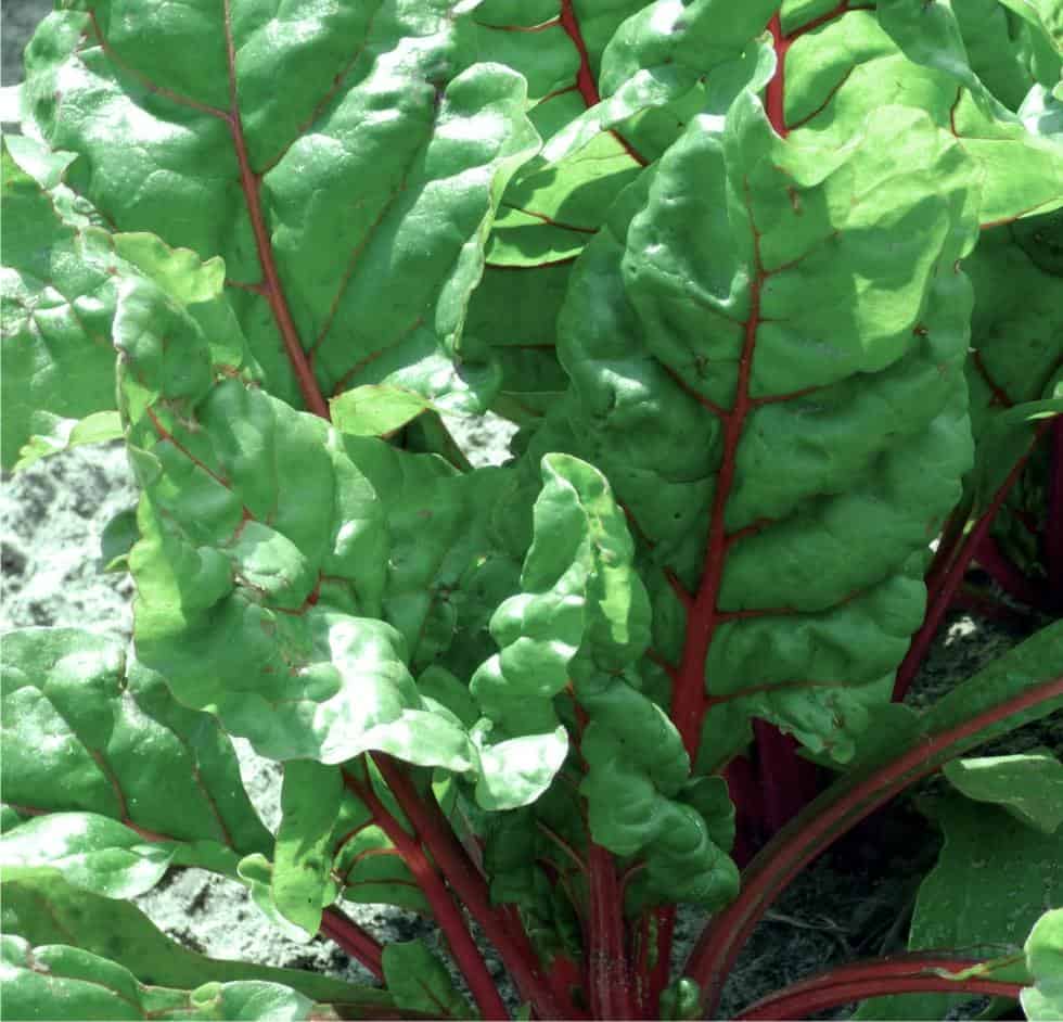 Le malattie delle biete: erbette e coste con metodi naturali