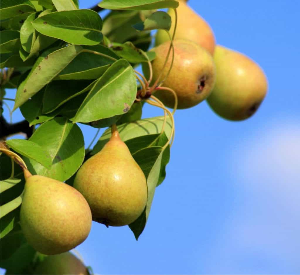 La potatura del pero: come e quando potare