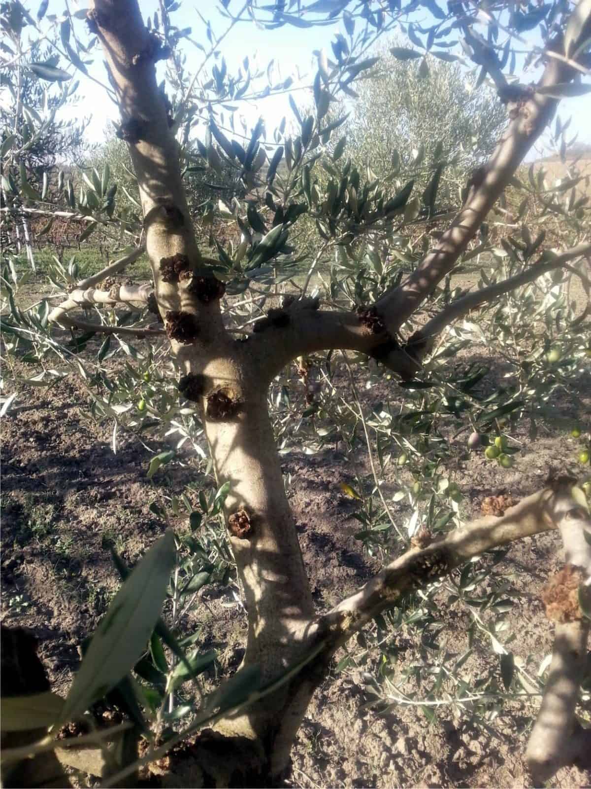 La rogna dell'olivo: diagnosi, prevenzione, cura biologica