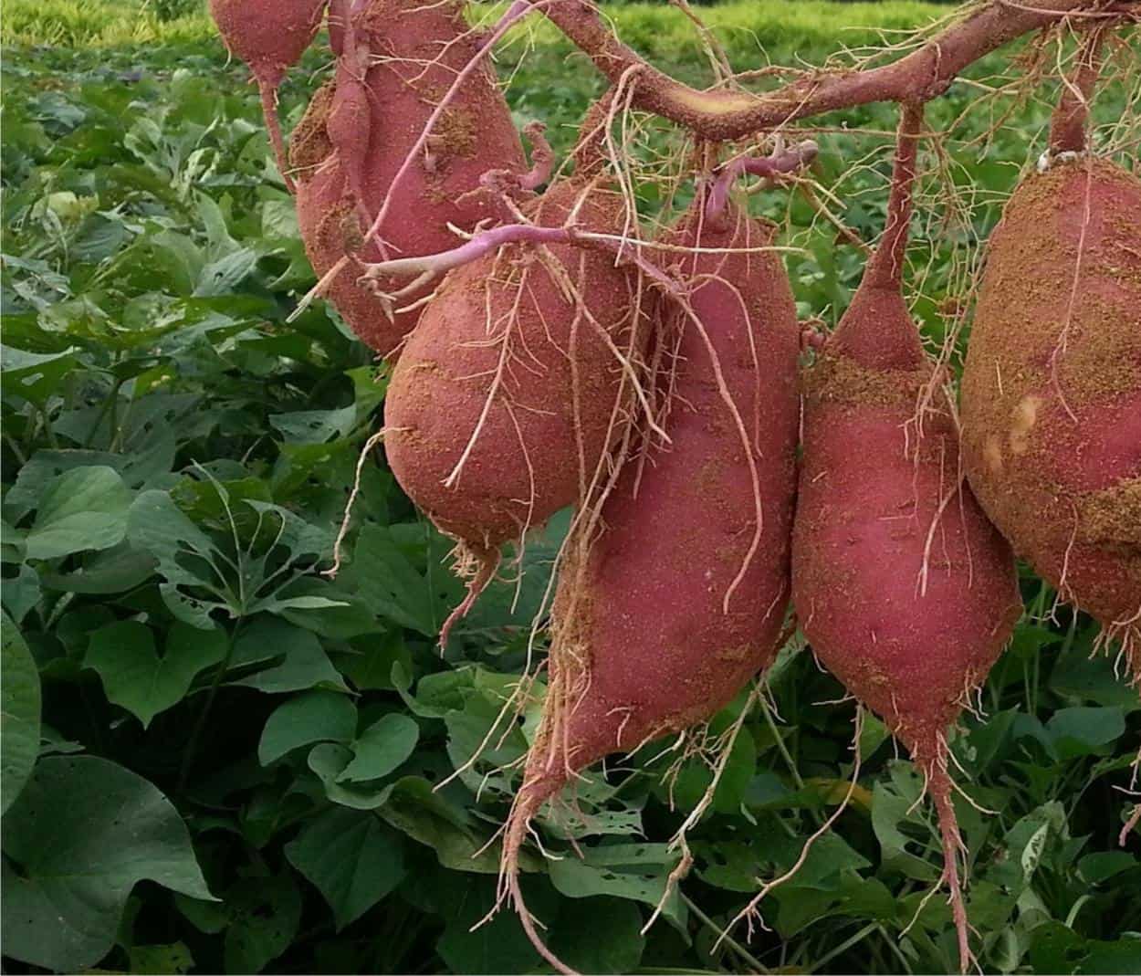 Batata (patata dolce americana): come si coltiva