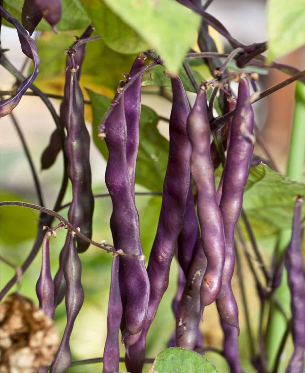 Seminare i fagioli: come e quando | Orto Da Coltivare