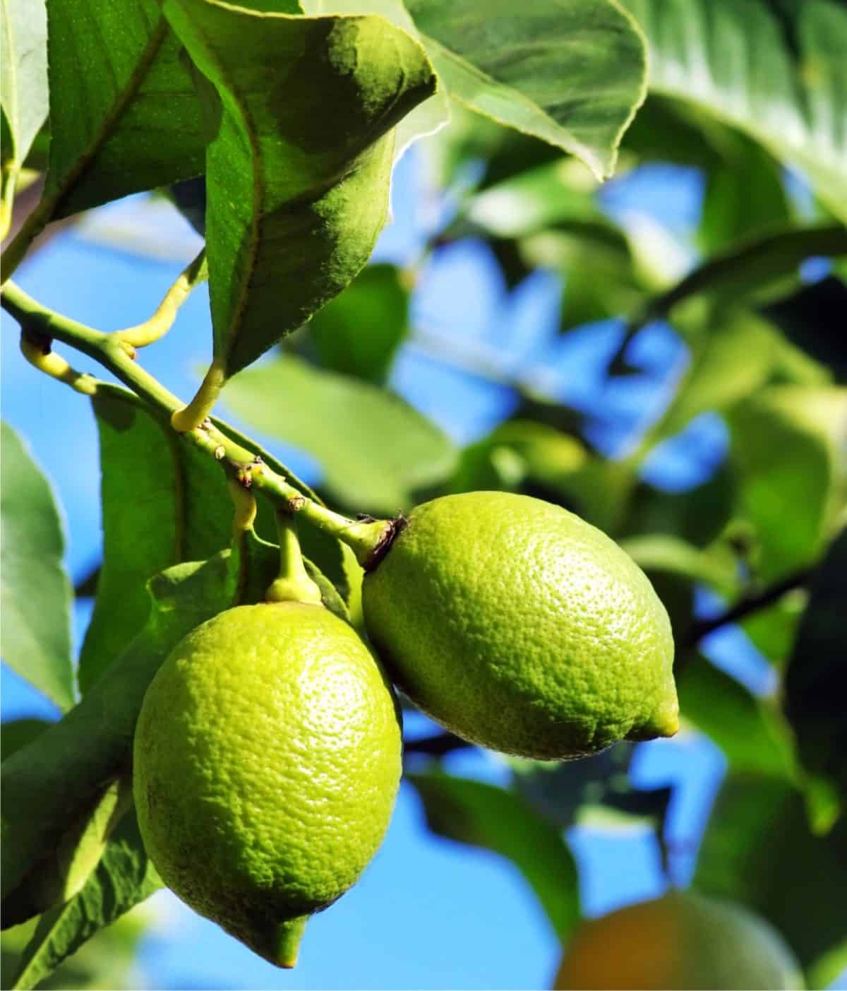 La pianta di limone: coltivazione e caratteristiche | OdC