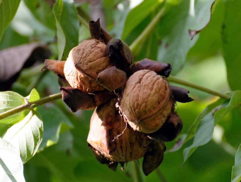 Noce: caratteristiche dell'albero, coltivazione e potatura