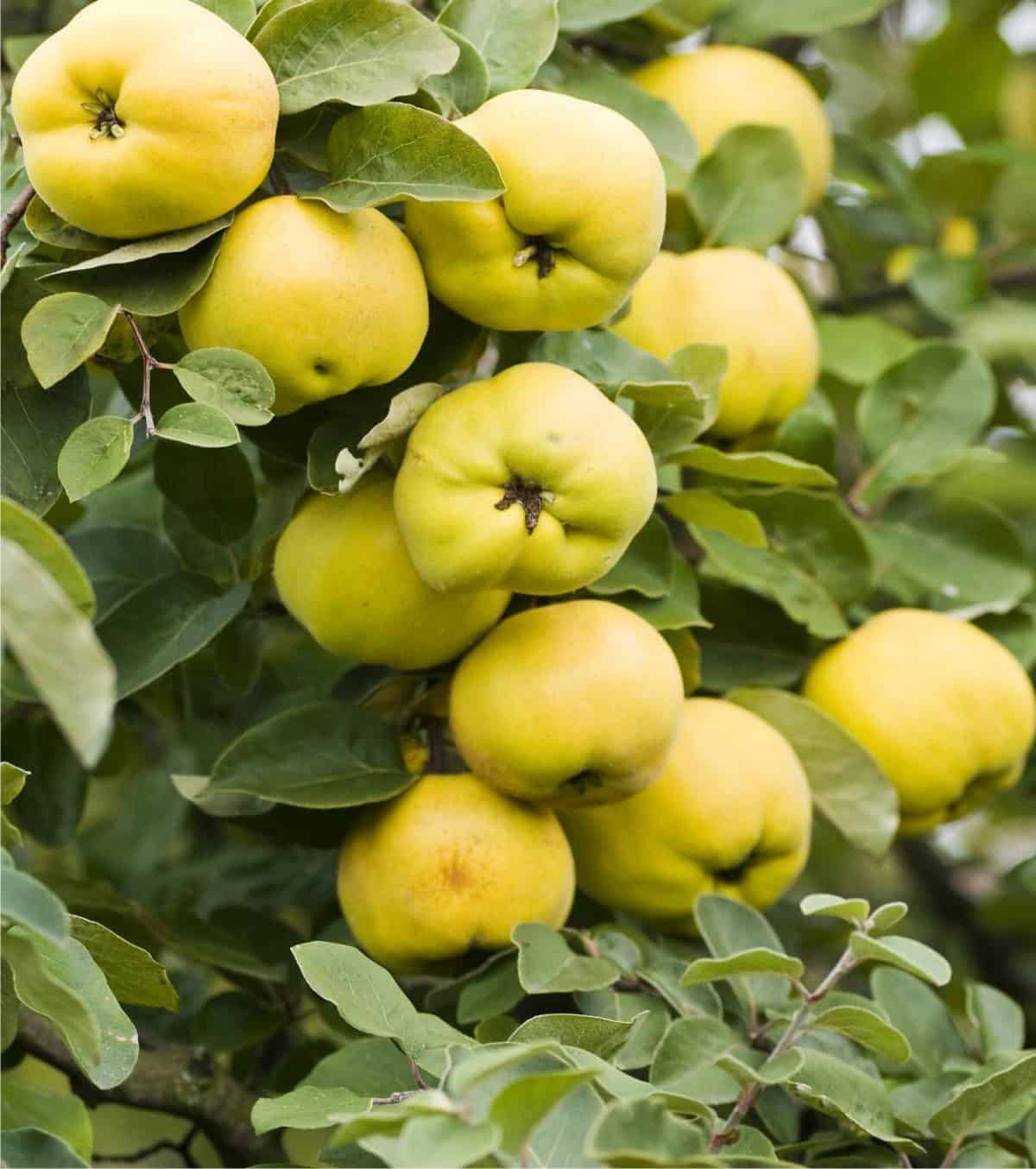 Melo cotogno: pianta, caratteristiche e coltivazione | OdC