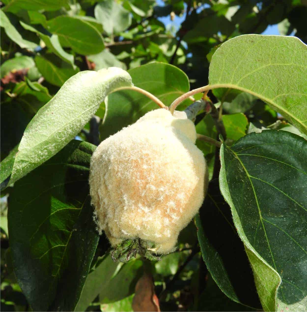 Seme Di Frutto Di Melo Selvatico Melo Selvatico (Malus) Bonsai