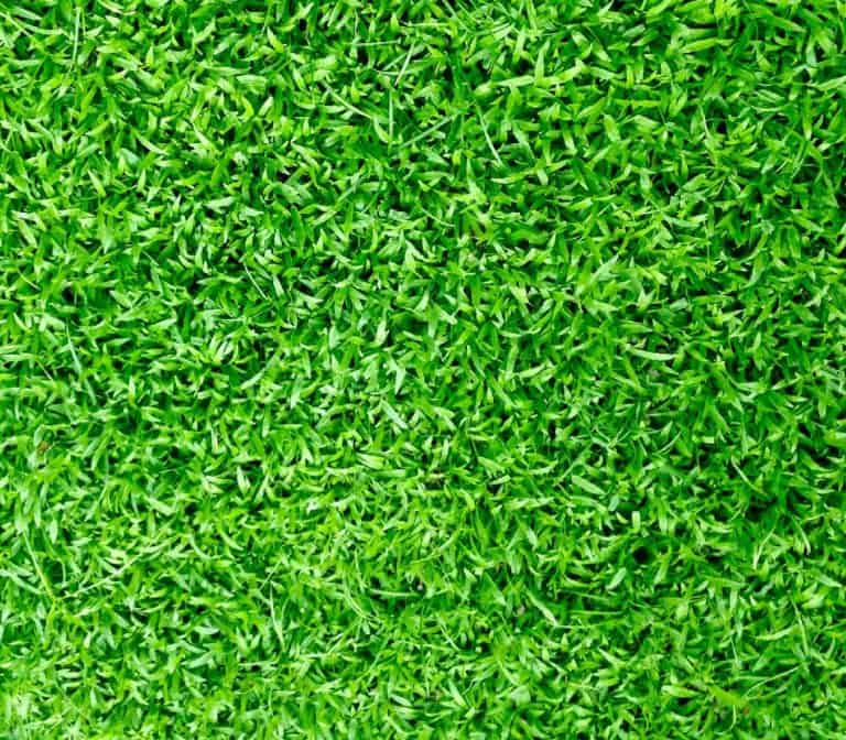 Tipi di prato: scegliamo il manto erboso | Orto Da Coltivare