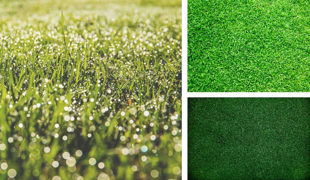 tienda Amigo cuero manto erboso estación de televisión veneno Mendicidad