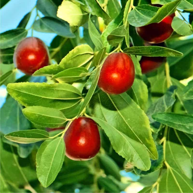 Giuggiolo: come piantare l'albero e coltivare giuggiole