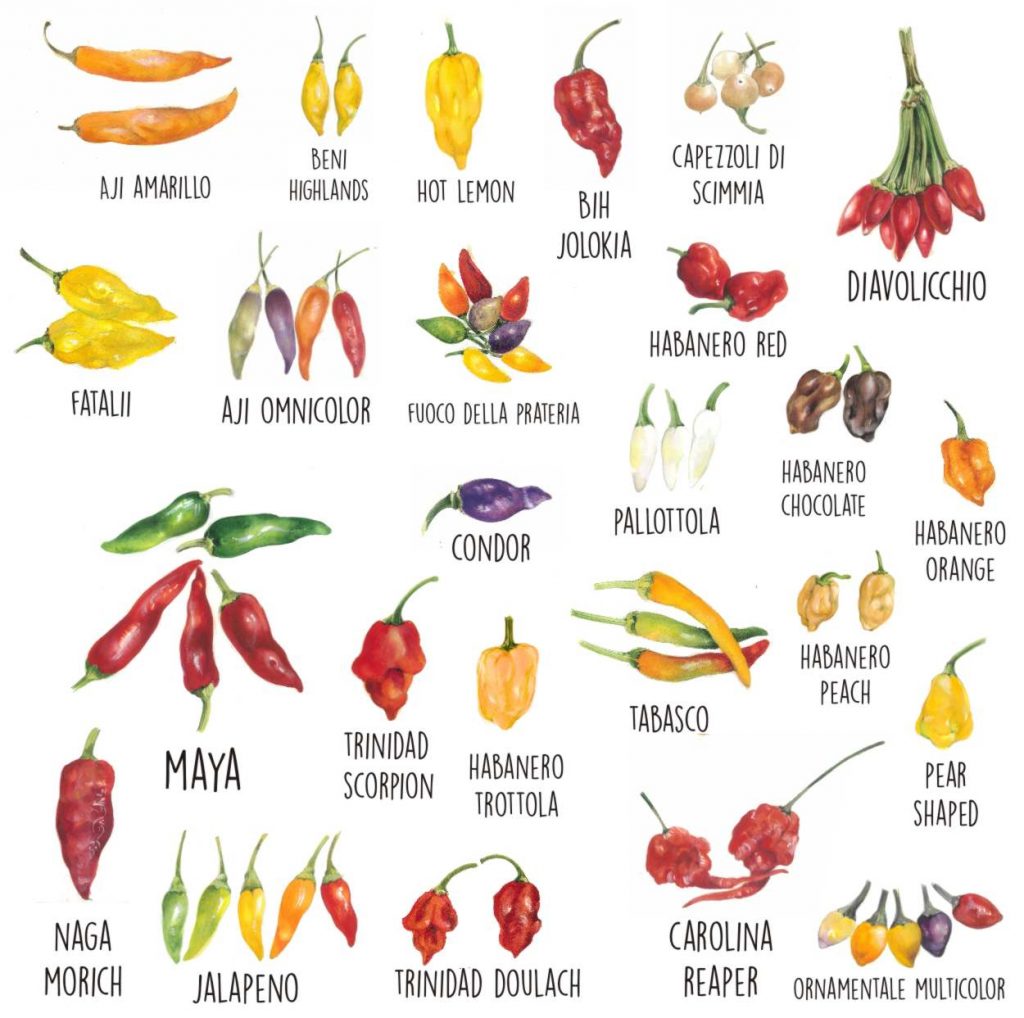 Varietà di peperoncino piccante: ecco le cultivar migliori
