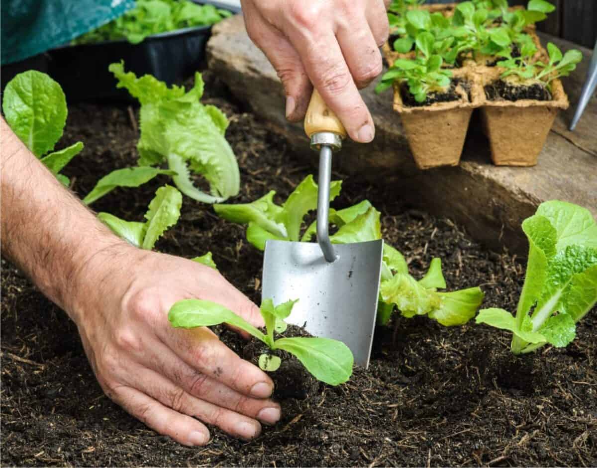 Piantare insalate nell'orto: ecco come fare