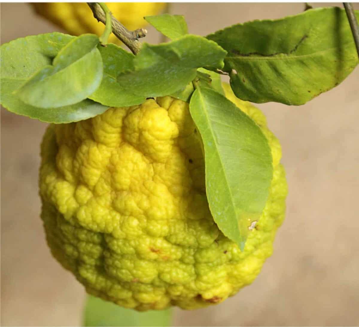 Cedro: la coltivazione dell'agrume e le sue caratteristiche