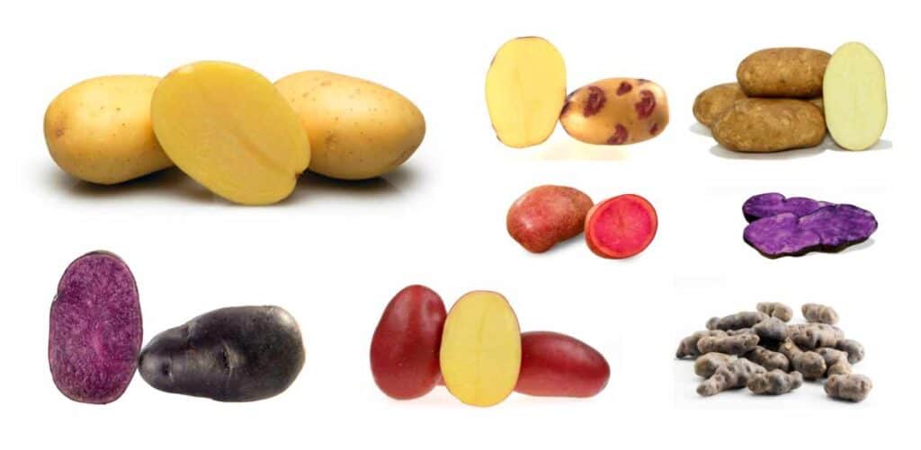Varietà di patate da semina: elenco e consigli