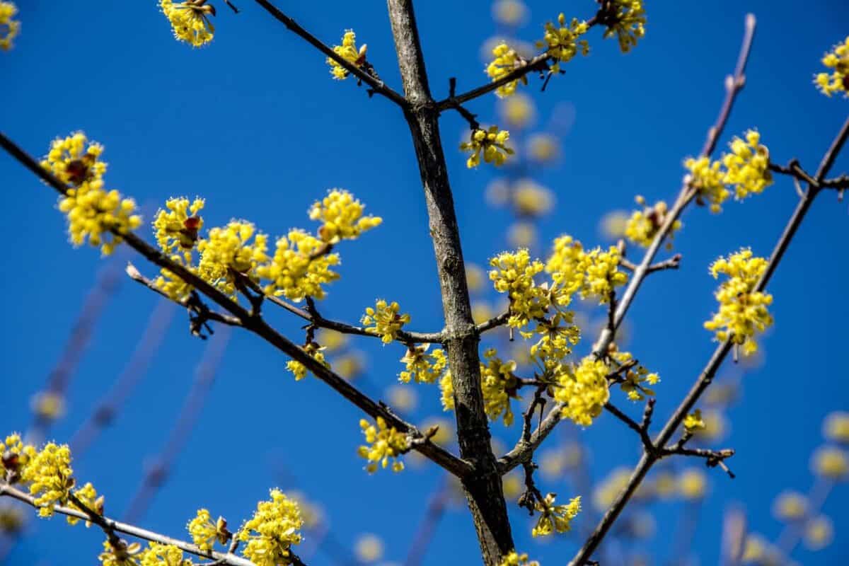 Corniolo: come piantare e coltivare questo frutto antico