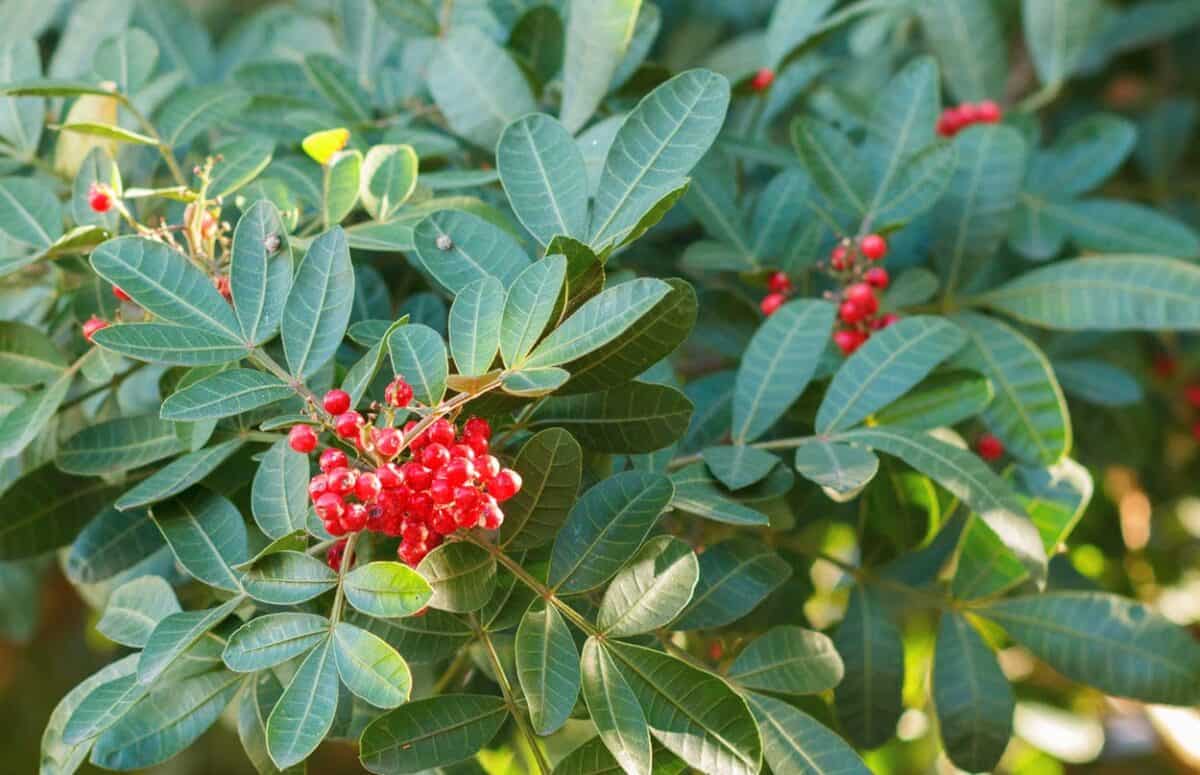 Pianta del pepe: come coltivare piper nigrum e pepe rosa