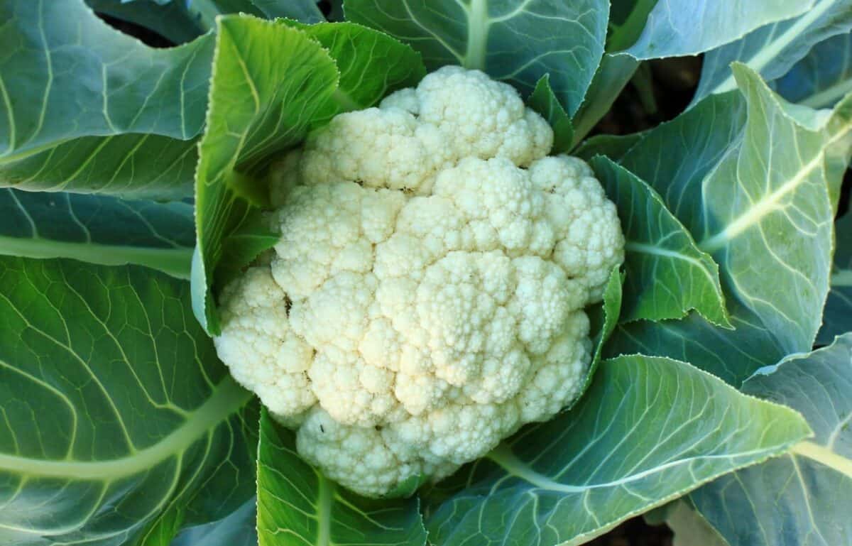 Coltivare cavoli: ecco come far crescere cavoli nell'orto