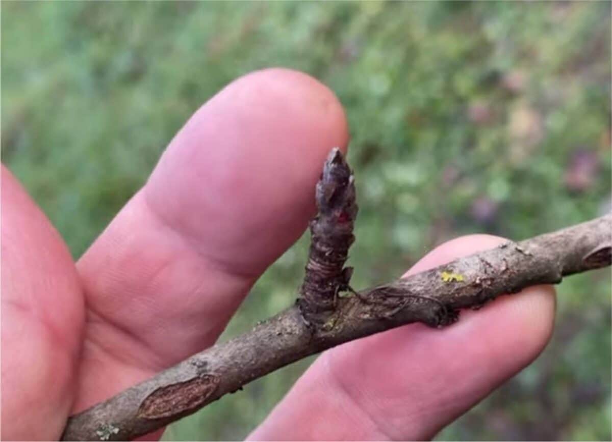 Lamburda: riconoscere rami e gemme delle pomacee