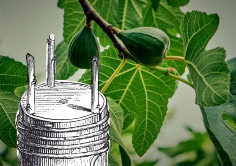 Come e quando innestare il FICO