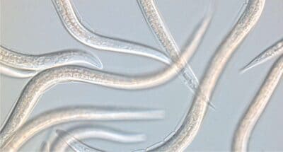 Nematodi entomopatogeni: difesa biologica delle colture