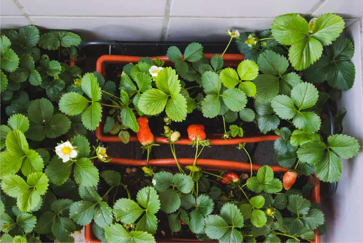 Coltivare fragole in vaso: quando piantarle sul balcone