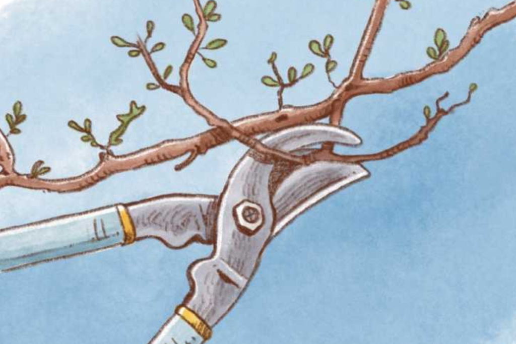 Come si coltiva il pomodoro: la guida dalla semina alla raccolta