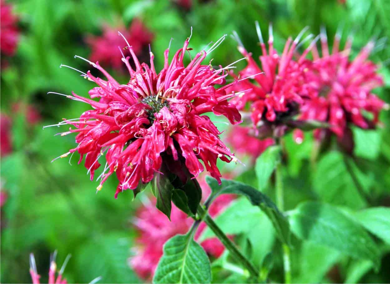 Monarda: uso e coltivazione di questo fiore officinale
