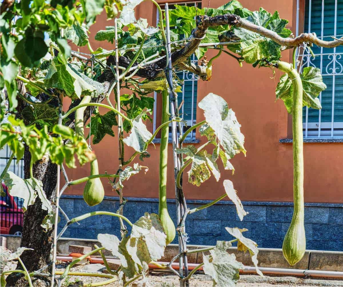 Zucchina trombetta di Albenga: quando si pianta e come si coltiva