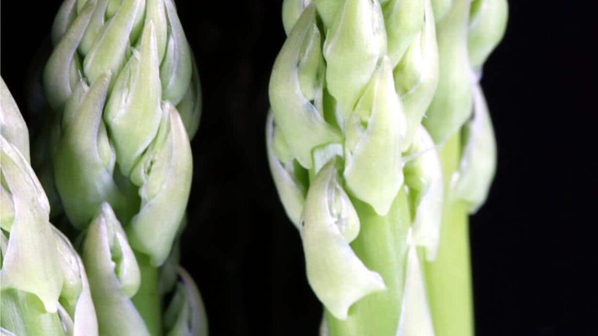 Malattie degli asparagi: identificarle e prevenirle