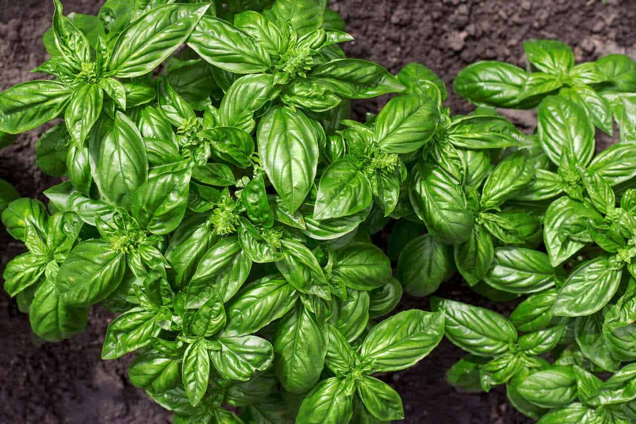 Basilico | Erbe commestibili