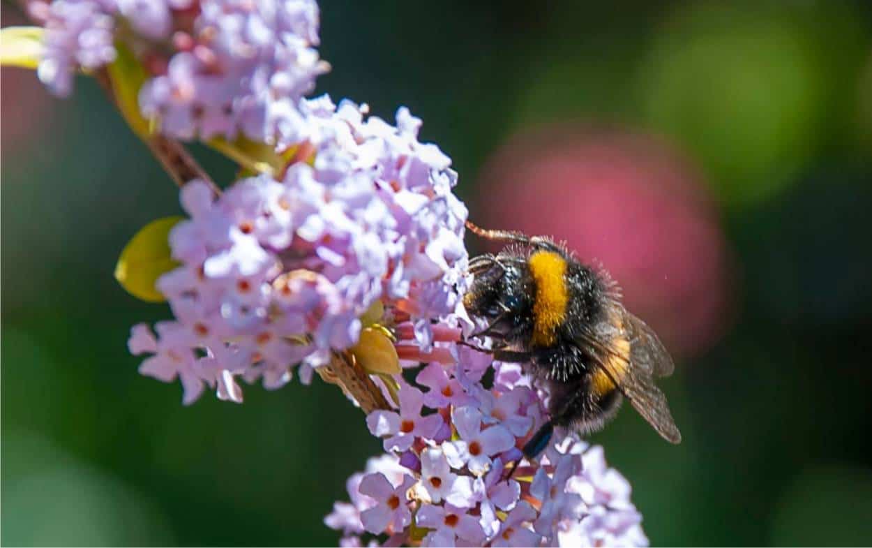 Insetti impollinatori: attrarre api, bombi e altri pronubi