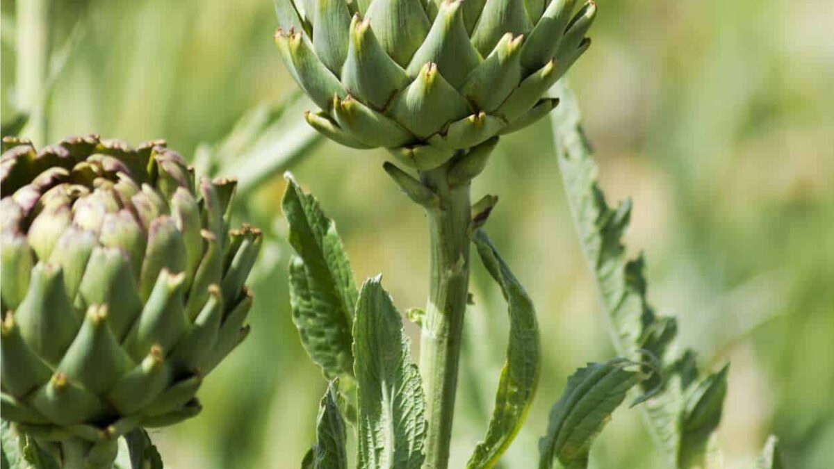 Malattie della pianta di carciofo: difesa orto biologico