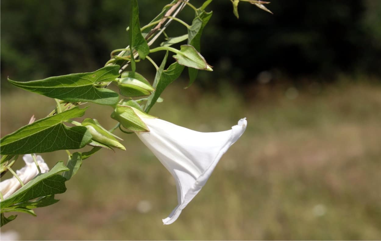 Convolvolo o vilucchio - Orto da coltivare