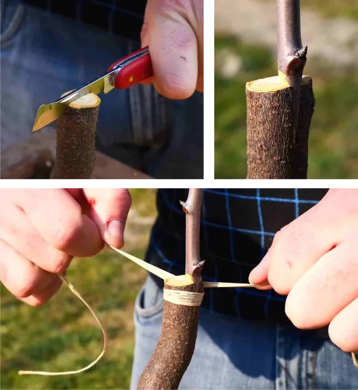 Innesto a spacco: tecnica e periodo