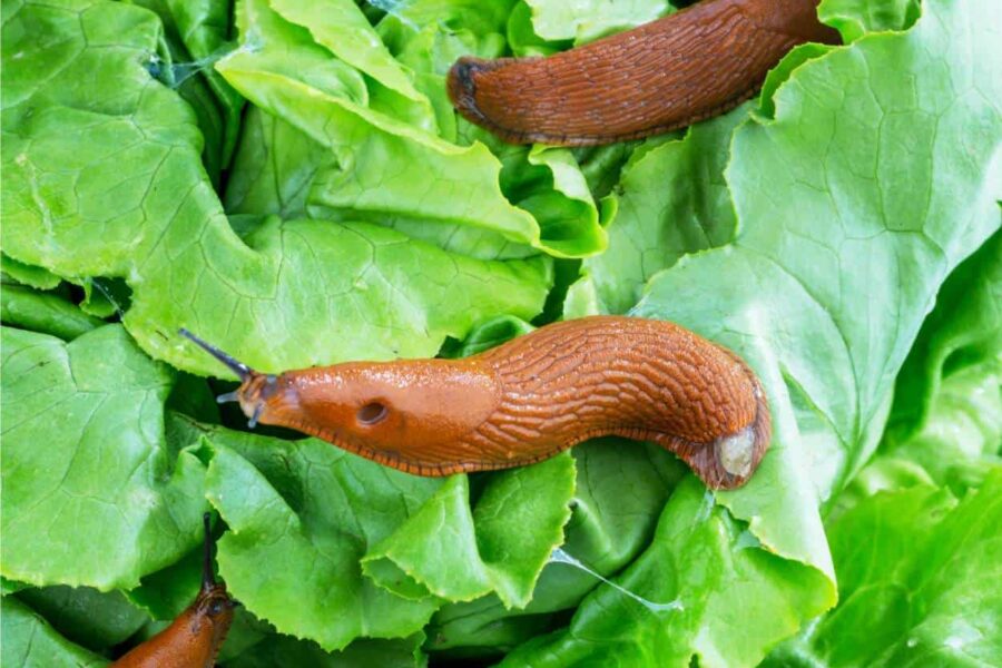 Lumache: come difendere l'orto da limacce e chiocciole
