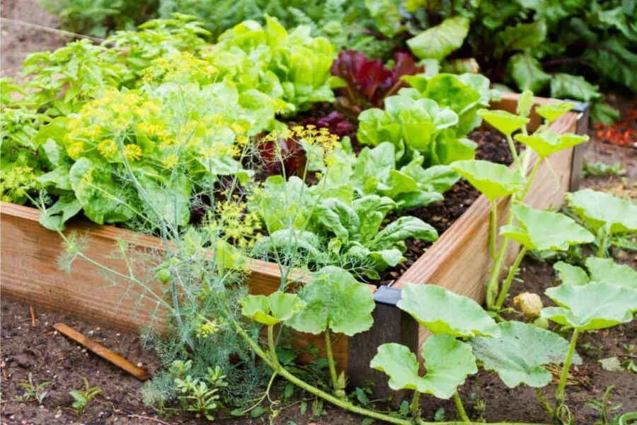 Cetrioli: come si coltiva il cetriolo nell'orto bio