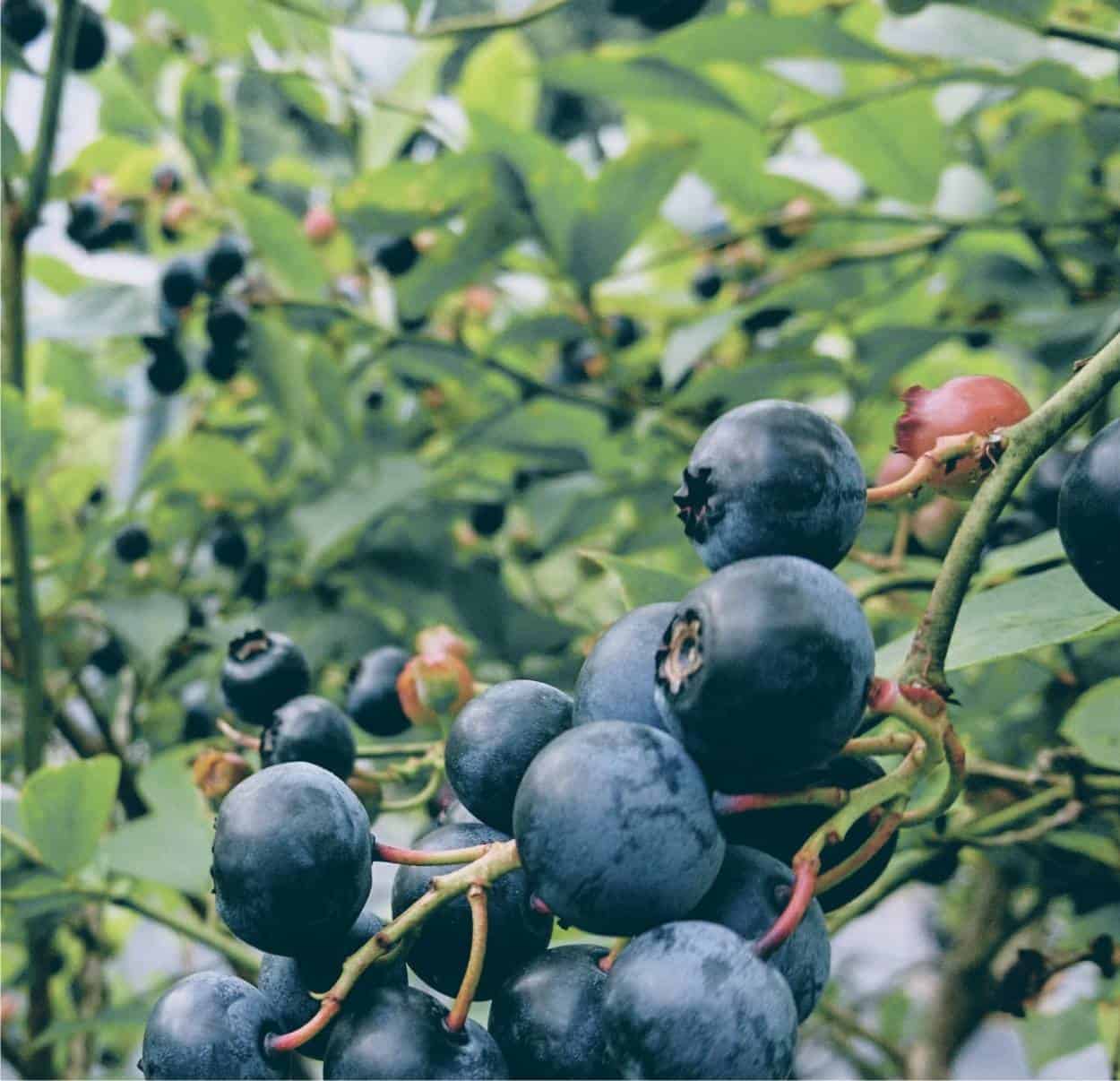 Malattie della pianta di mirtillo: prevenzione e cura bio