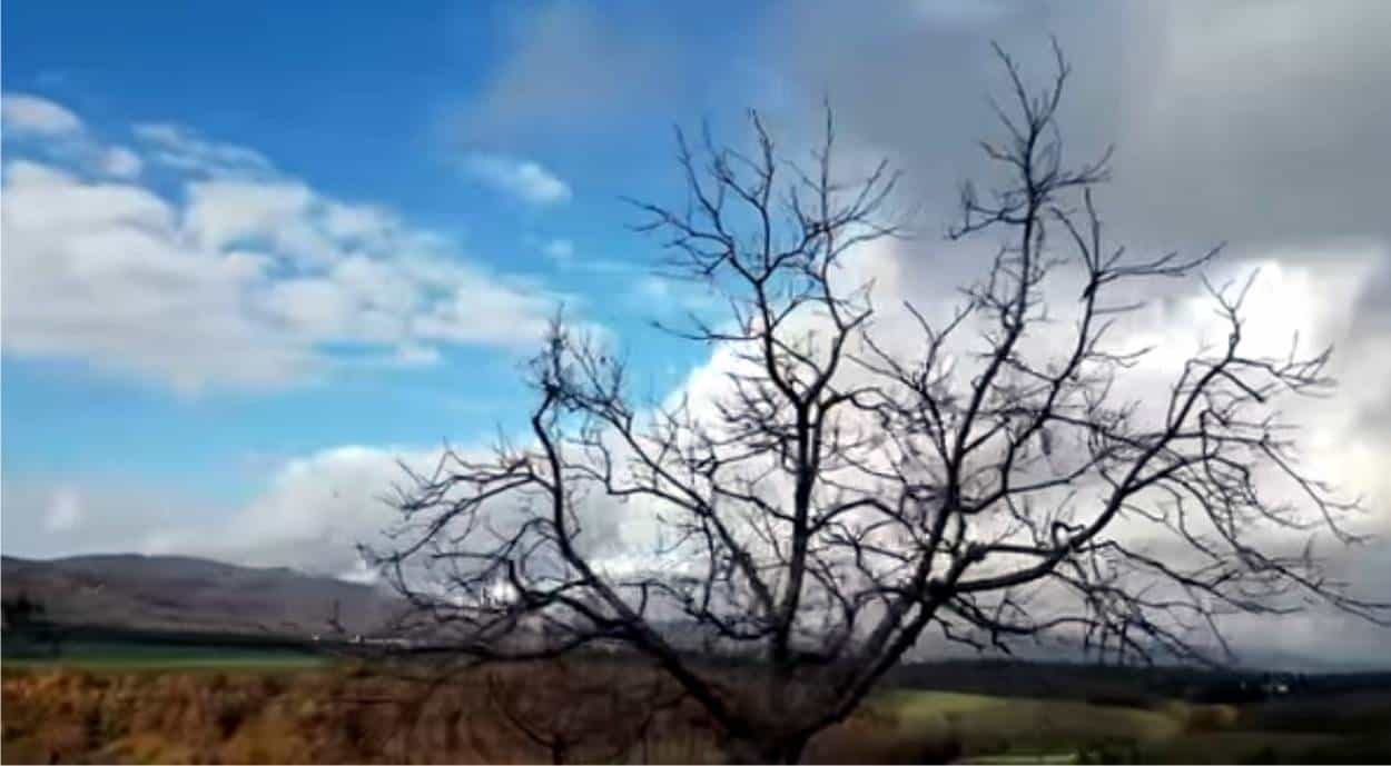 Potare il noce: come e quando