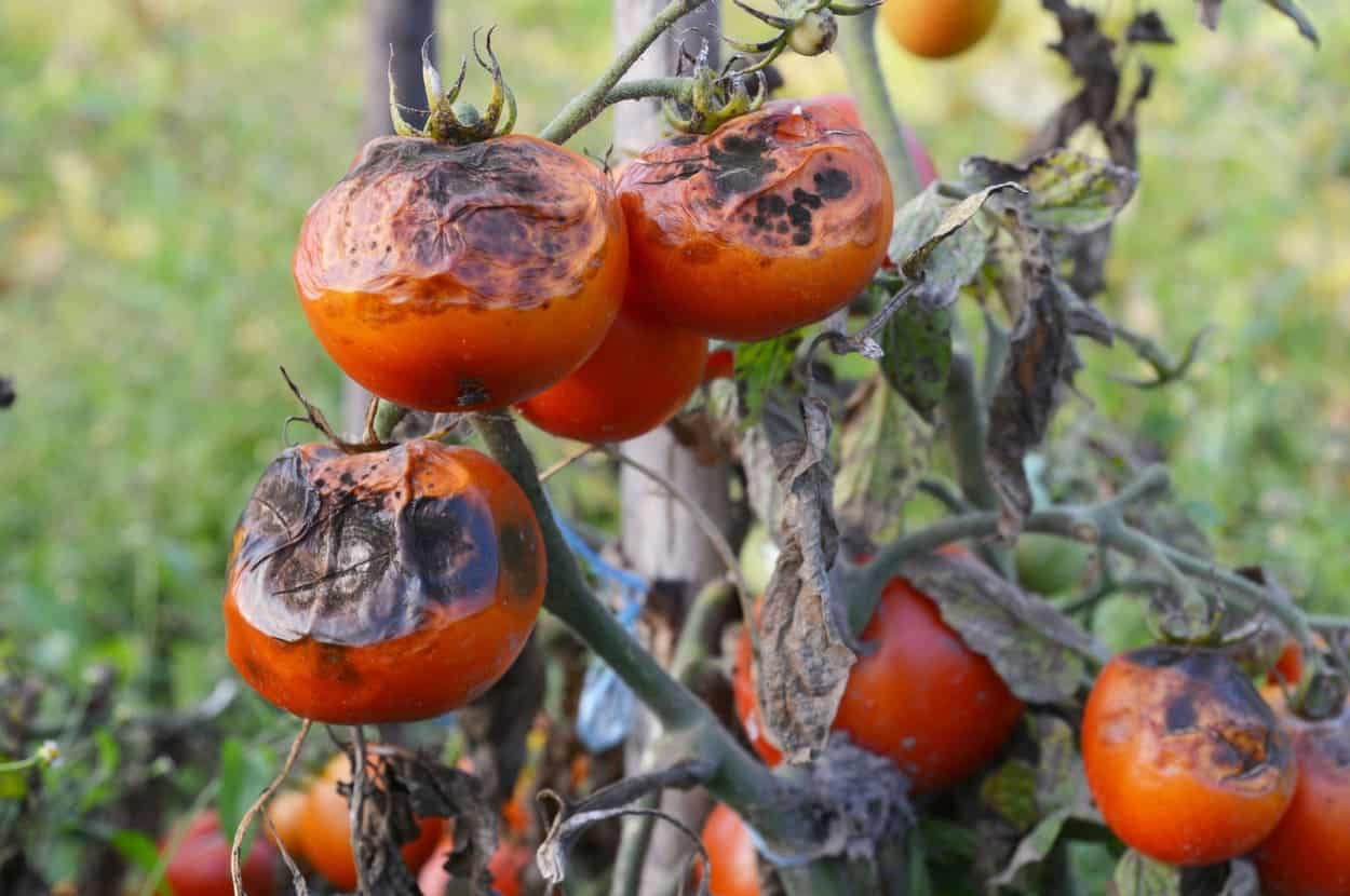 Pomodori: perché diventano neri o marciscono sulla pianta