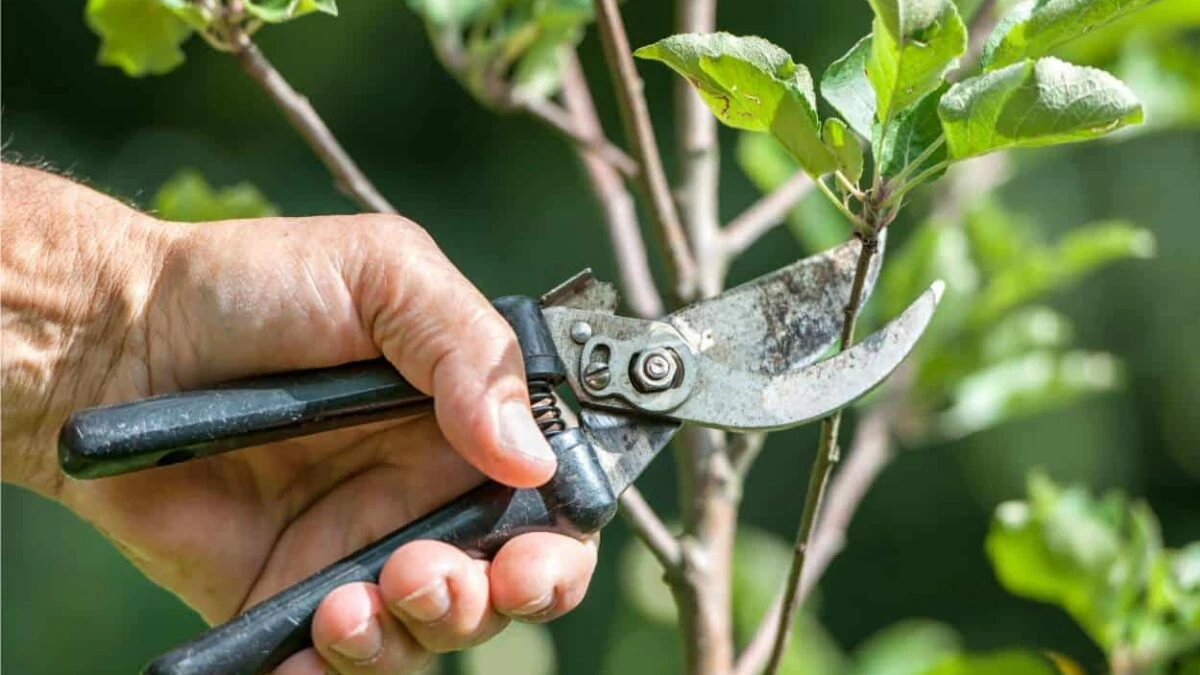 Potare le piante da frutto: scegliere il momento giusto