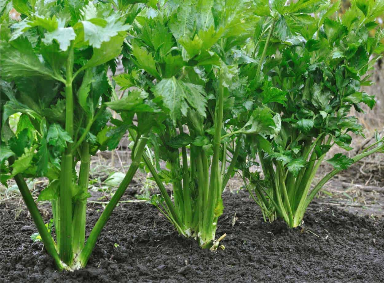 Malattie del sedano: come mantenere sano l'orto bio