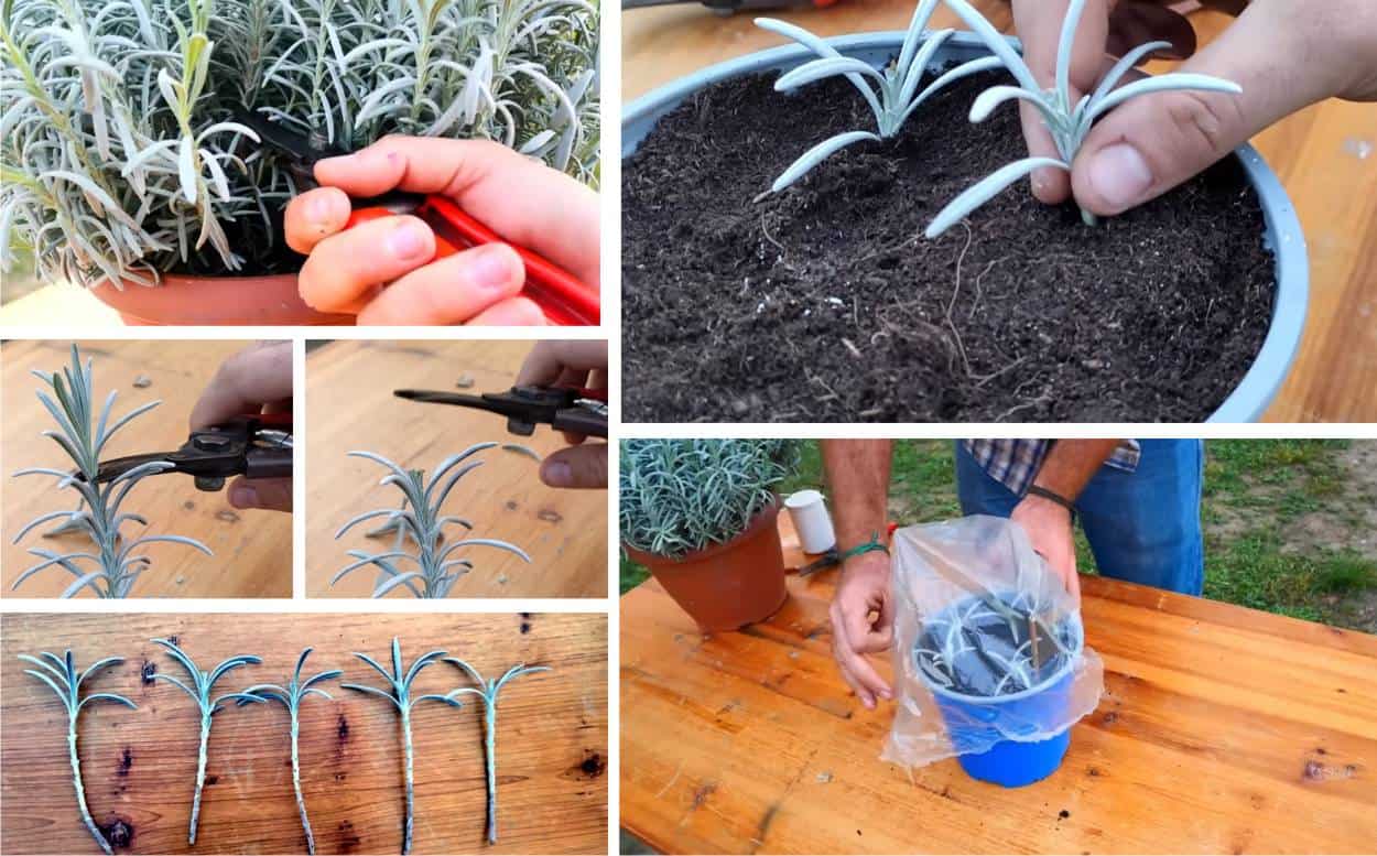 Talea di lavanda: come e quando effettuarla