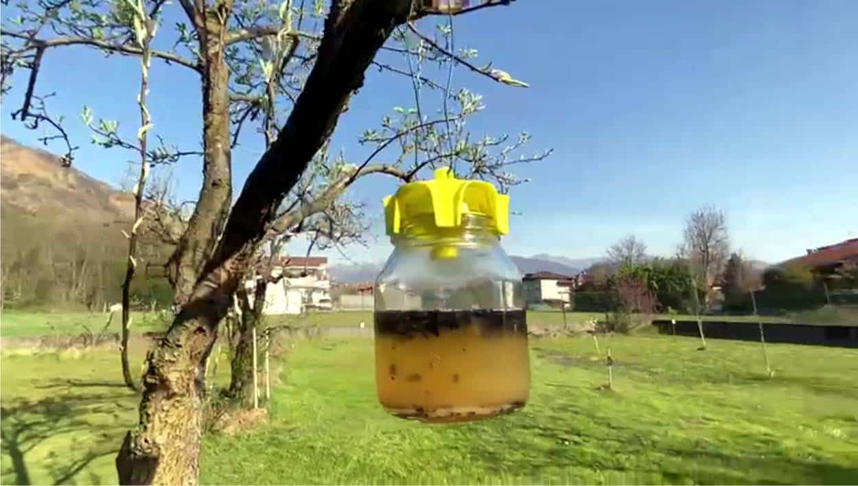 Trappole: 5 ricette fai da te per liberarsi dagli insetti