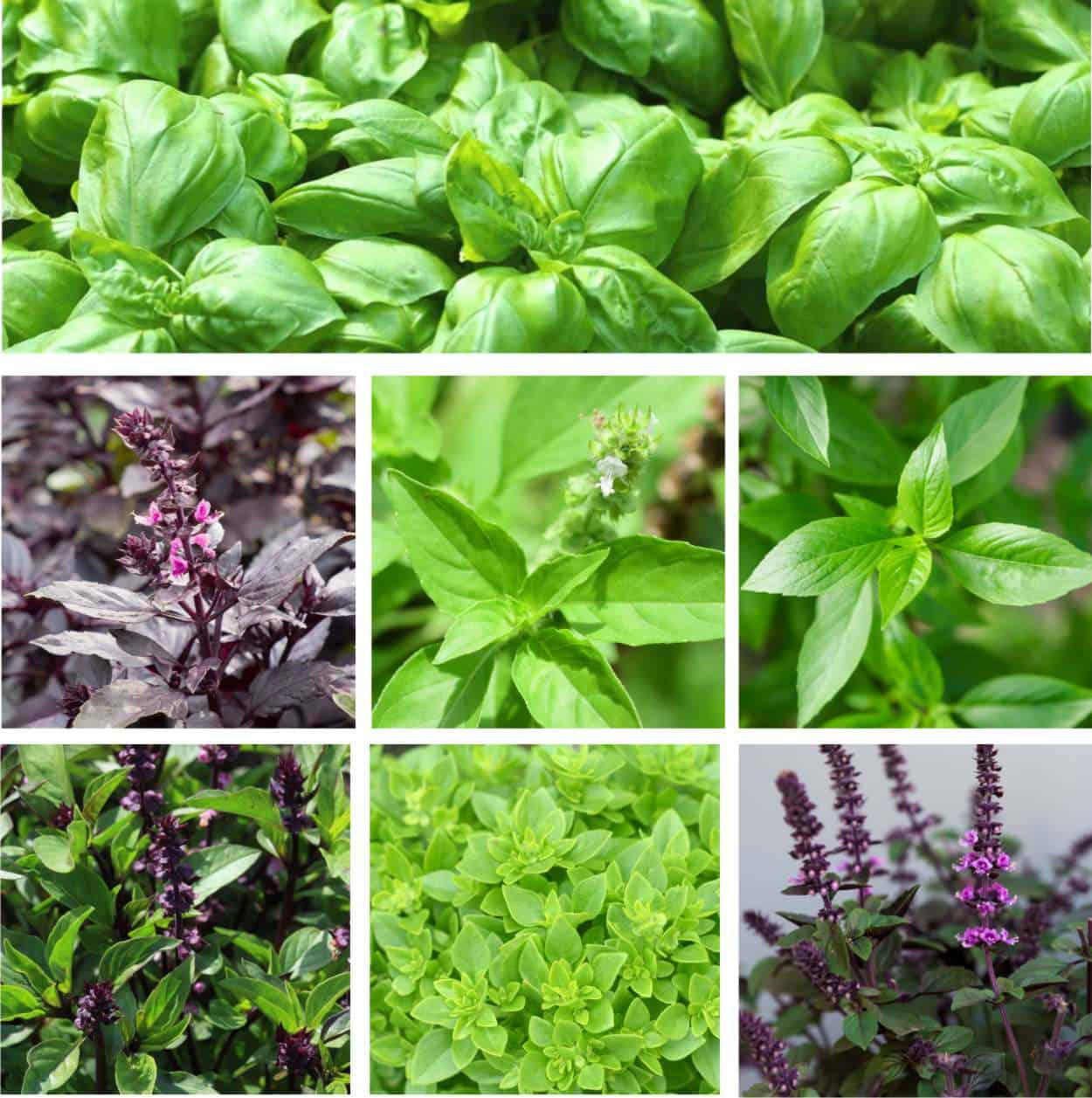 Le diverse varietà di basilico: dal genovese al greco