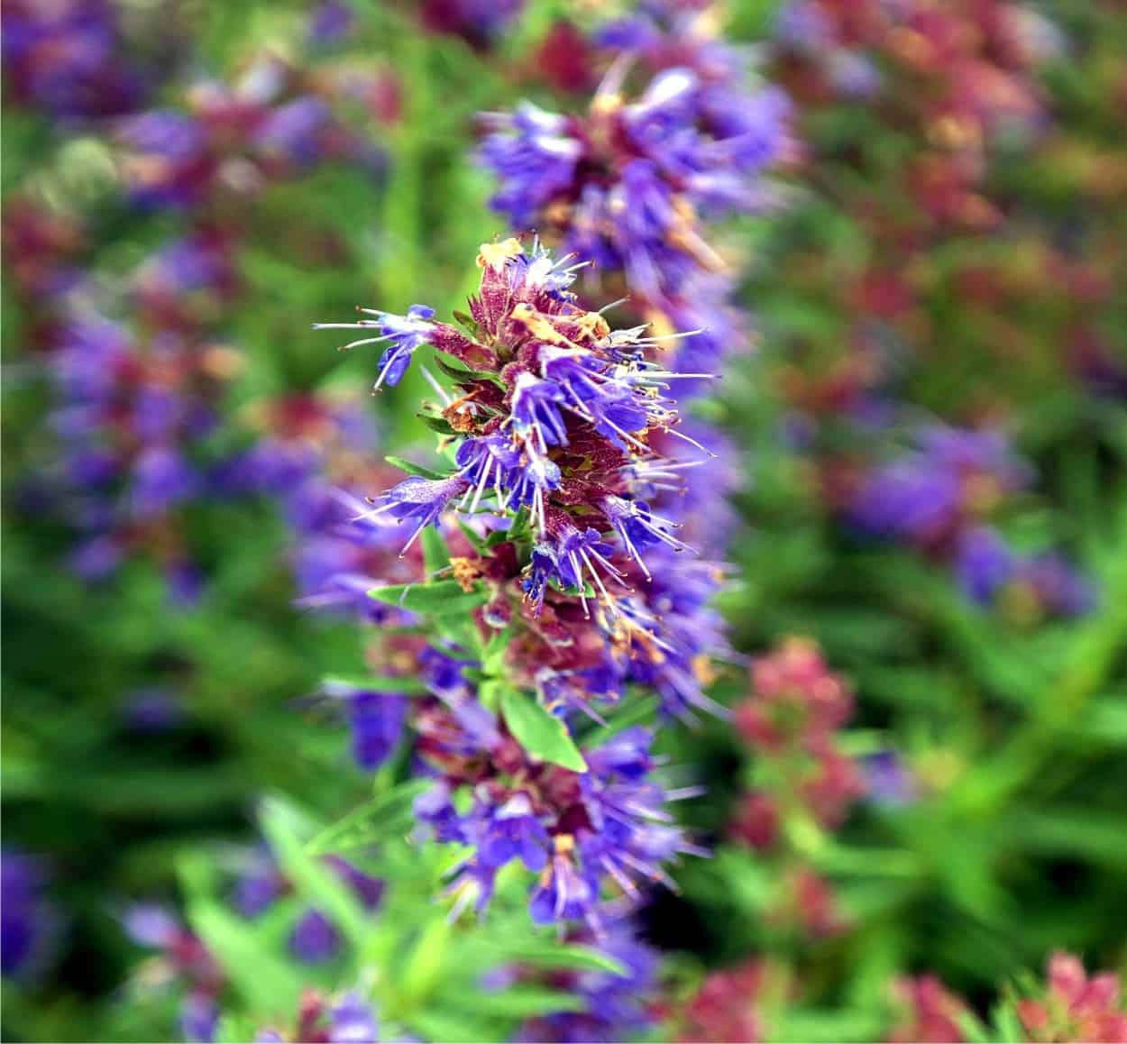 Issopo: proprietà e caratteristiche di questa officinale