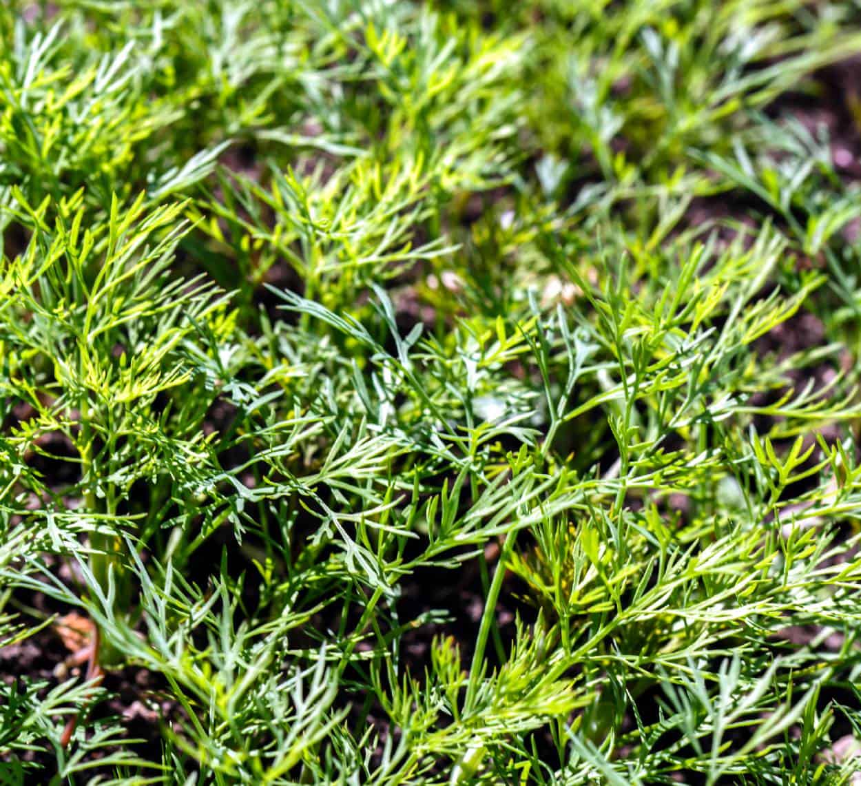 Aneto: come coltivarlo, caratteristiche e proprietà | OdC