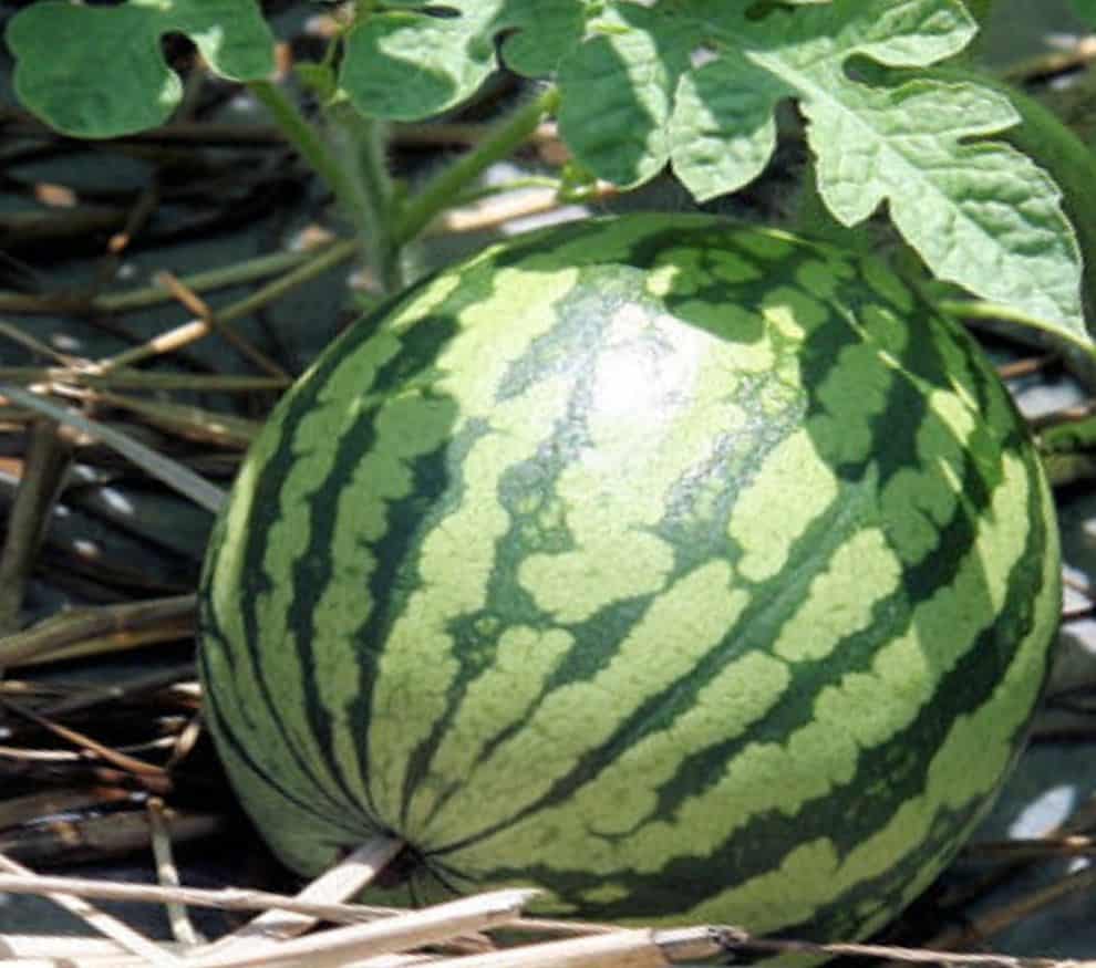 Come capire quando raccogliere le angurie