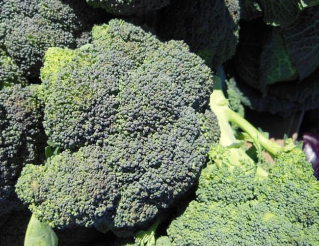 Coltivare nell'orto il cavolo broccolo