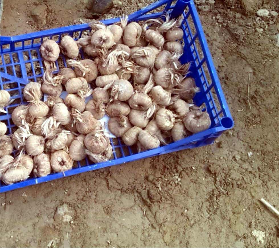 Comprare bulbi di zafferano: consigli utili